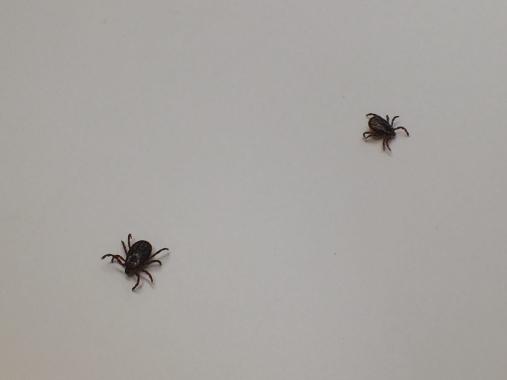 Tick Identification - BeBop Labs
