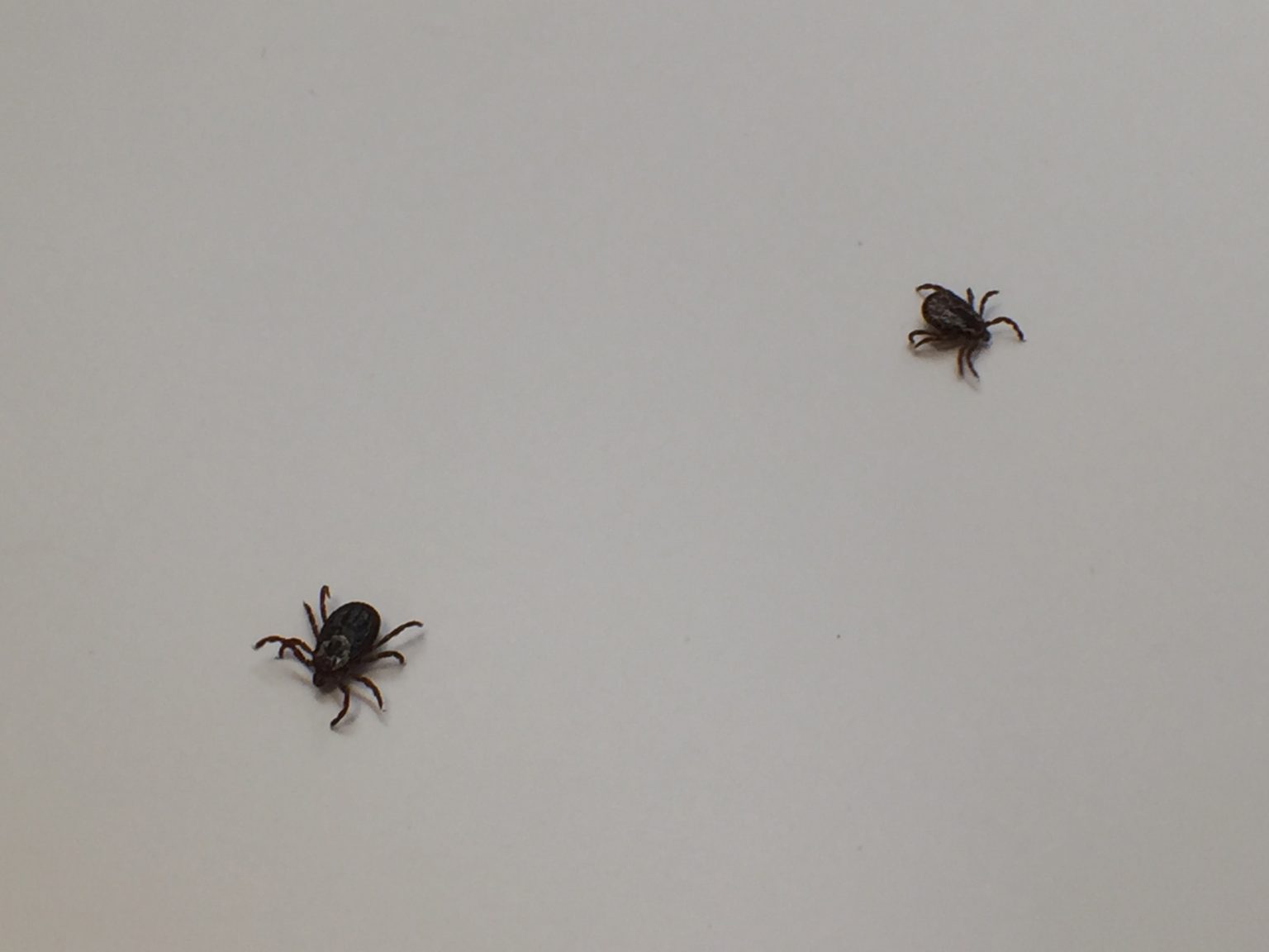 Tick Identification - BeBop Labs