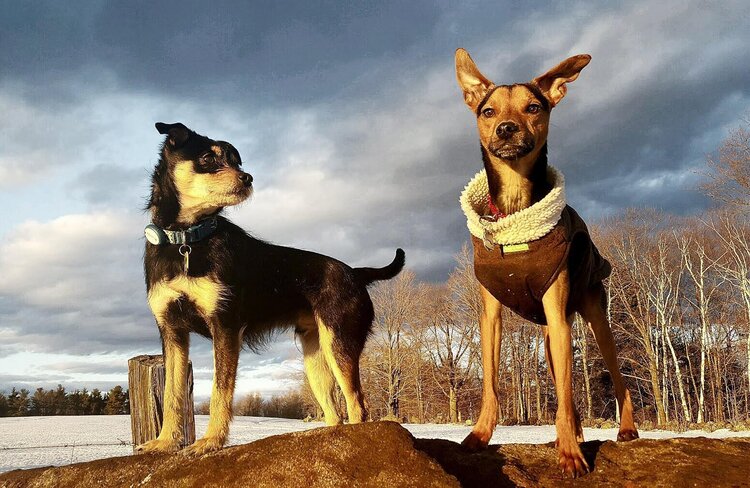 Community Science - BeBop Labs