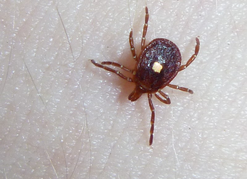 Tick Identification - BeBop Labs