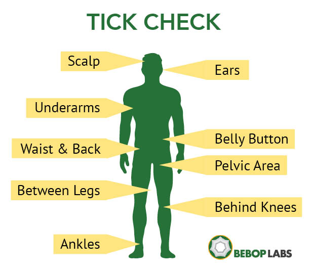 Tick Body Part Diagram