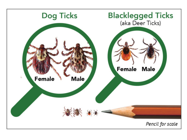 Send Ticks - BeBop Labs